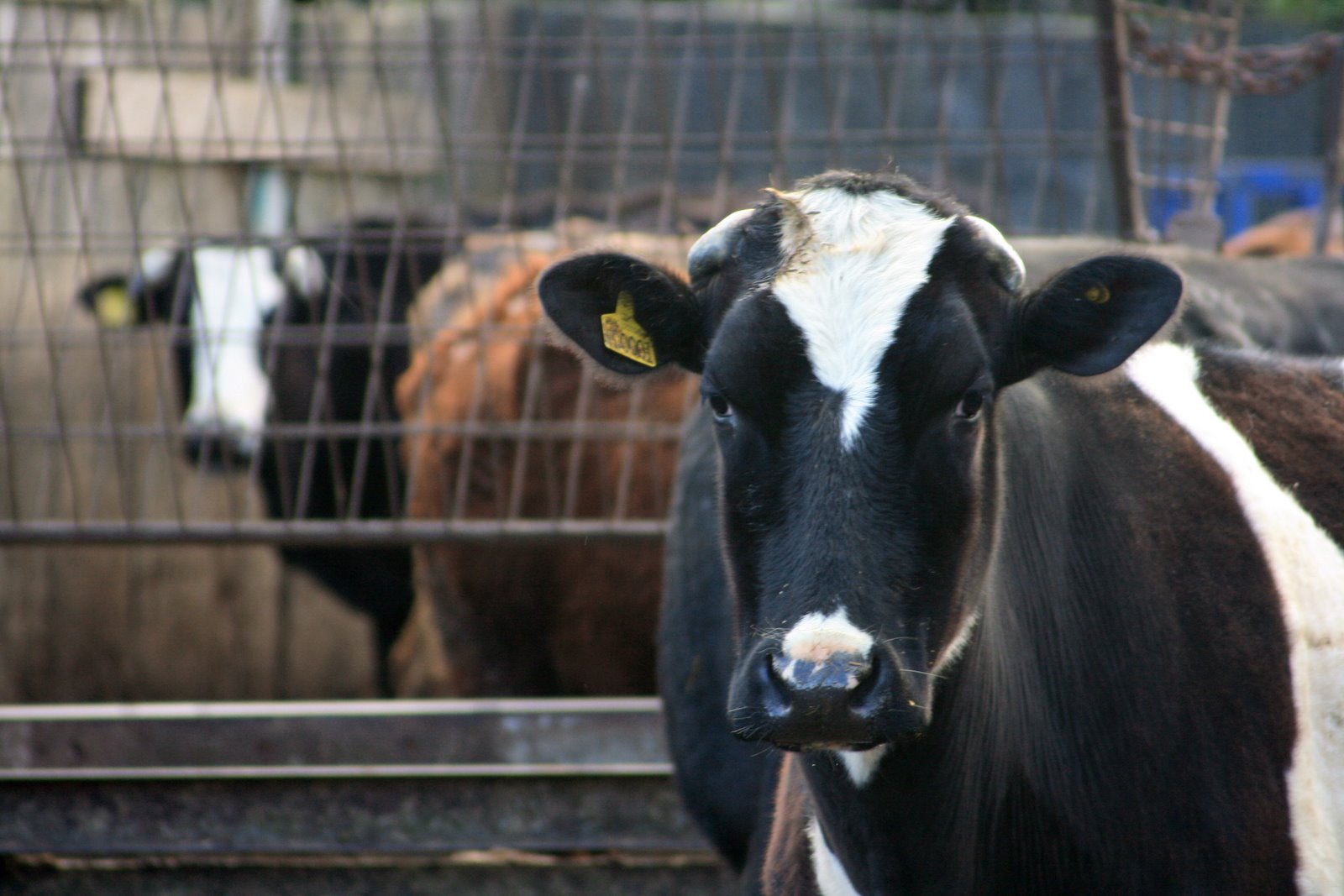 Gallery – Intake Farm