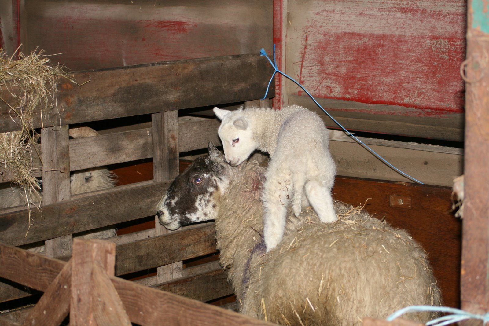 Gallery – Intake Farm