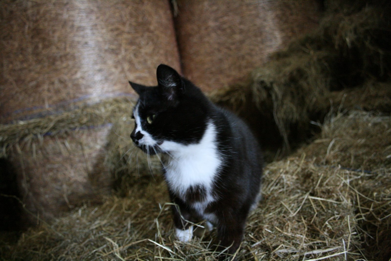 Gallery – Intake Farm