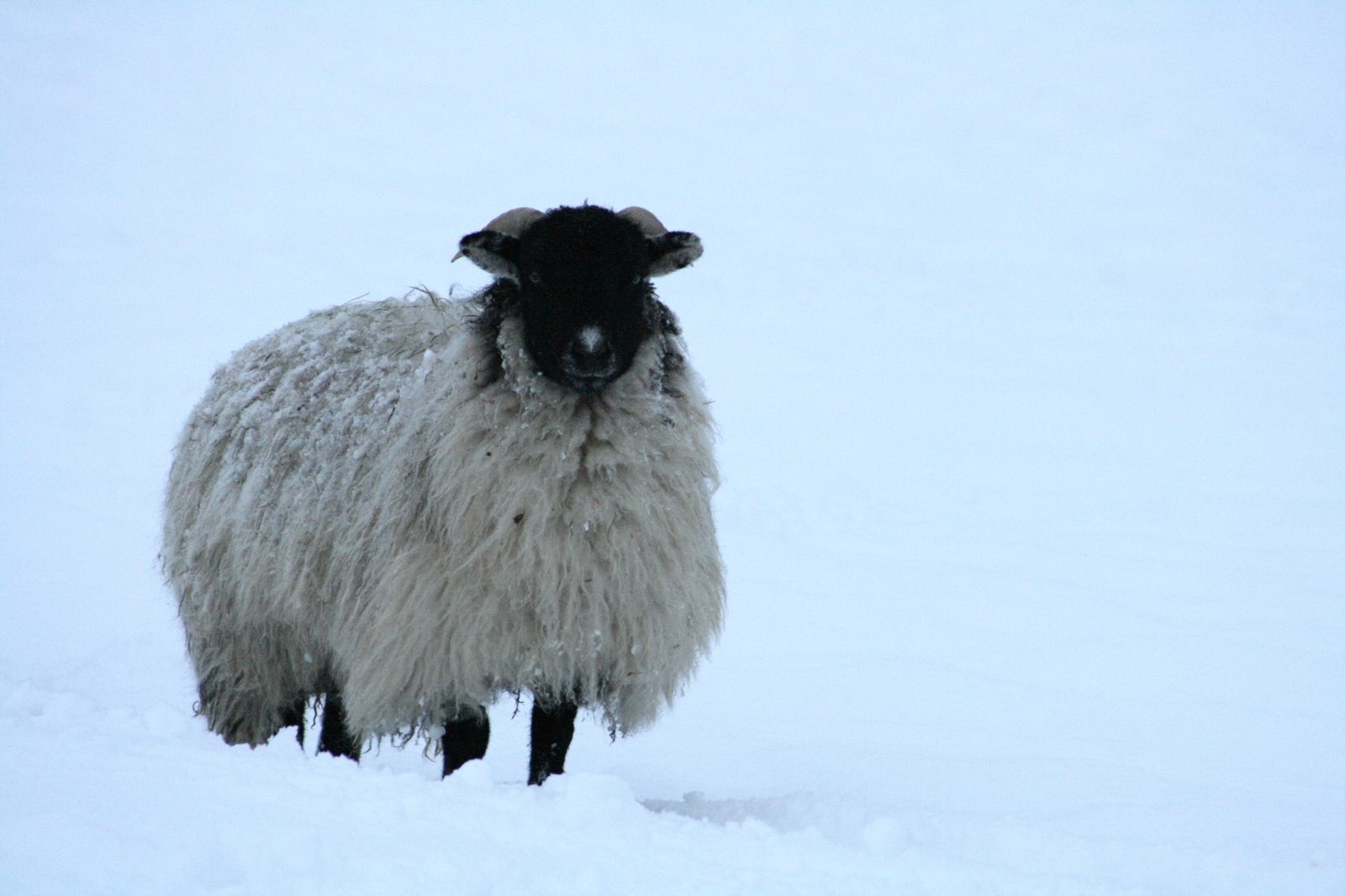 Gallery – Intake Farm