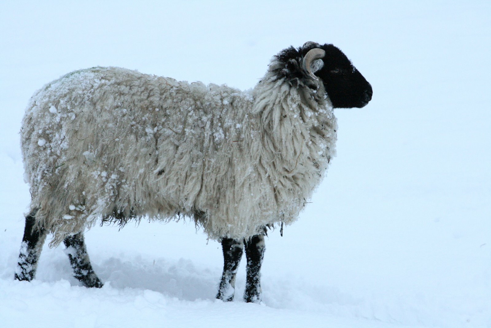 Gallery – Intake Farm