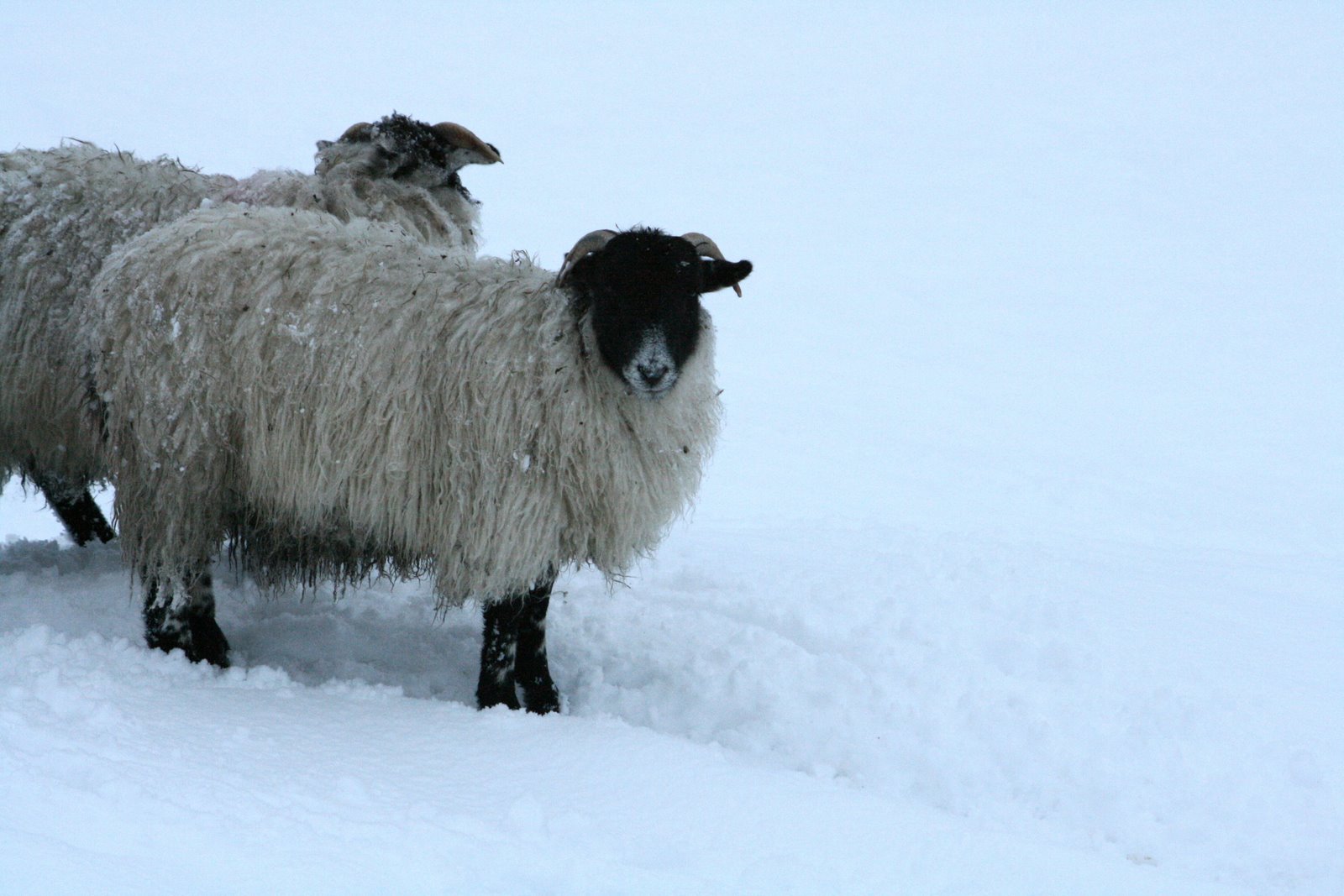 Gallery – Intake Farm