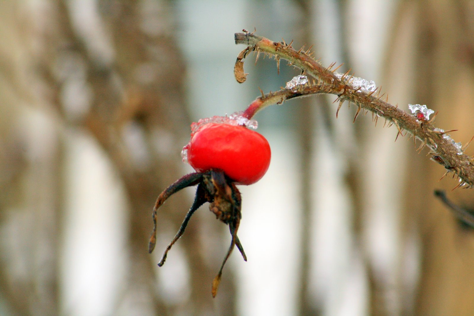 Gallery – Intake Farm